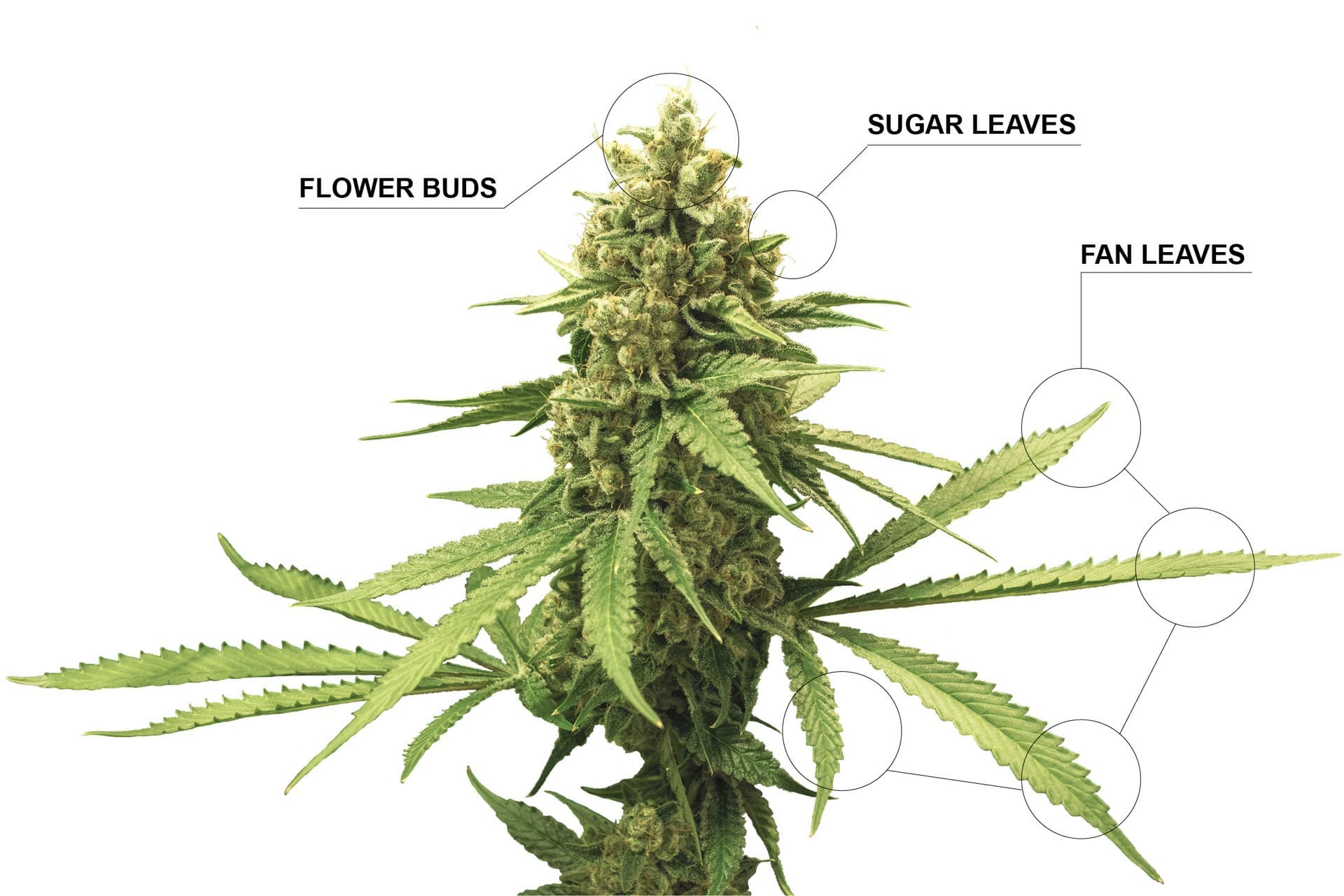 Medicinal Cannabis Trimming Drying Milling Stages Medicinal Cannabis Trimming Drying Milling Stages